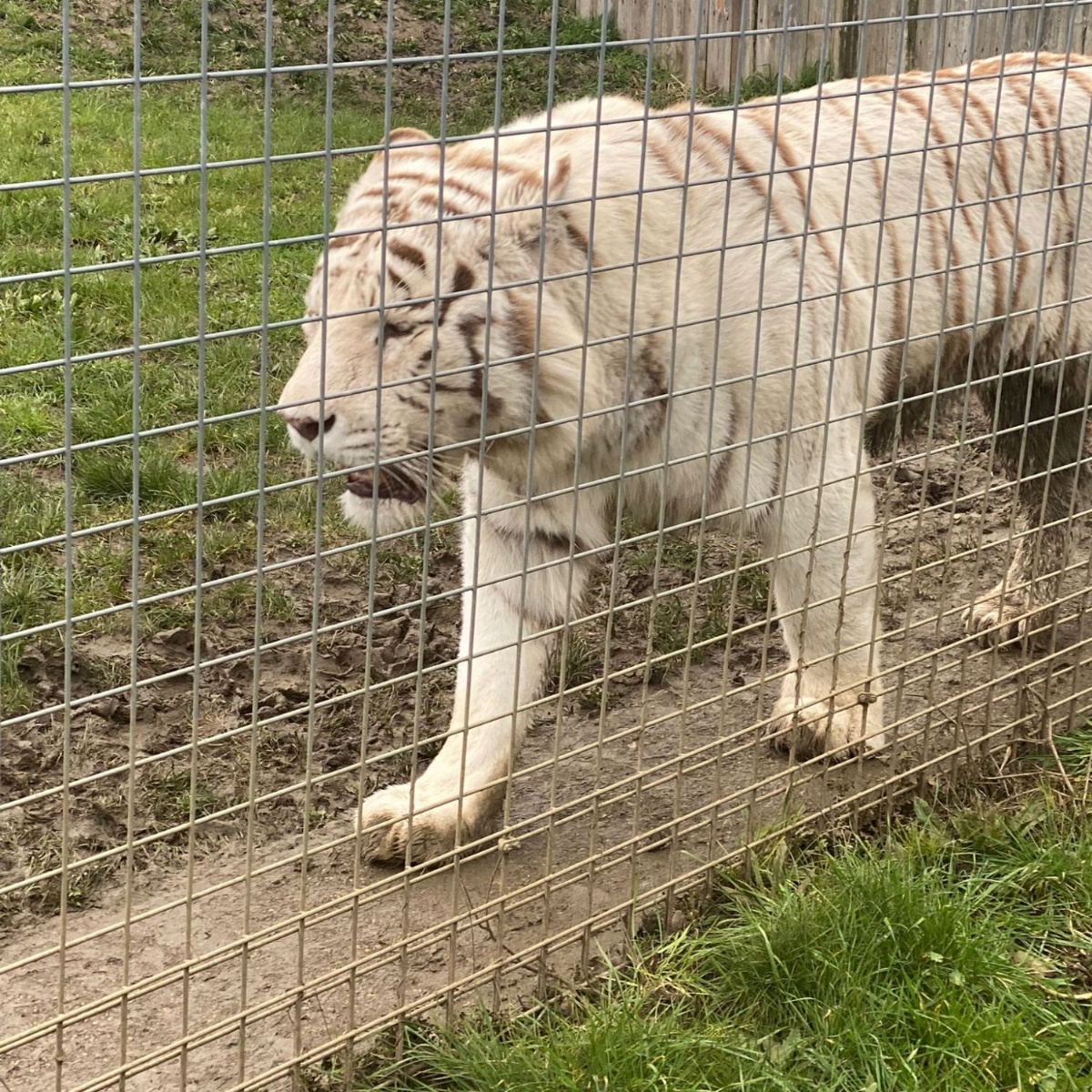 William Ransom Primary School - Hamerton Zoo Park