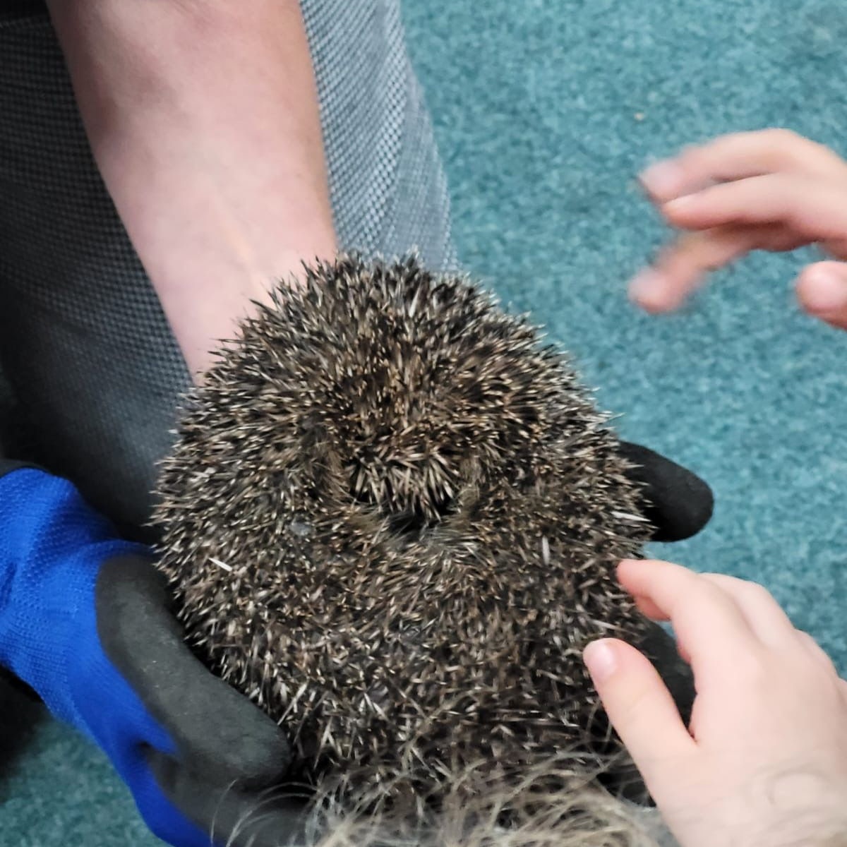 William Ransom Primary School - Hedgehog visit in Holly and Hazel!